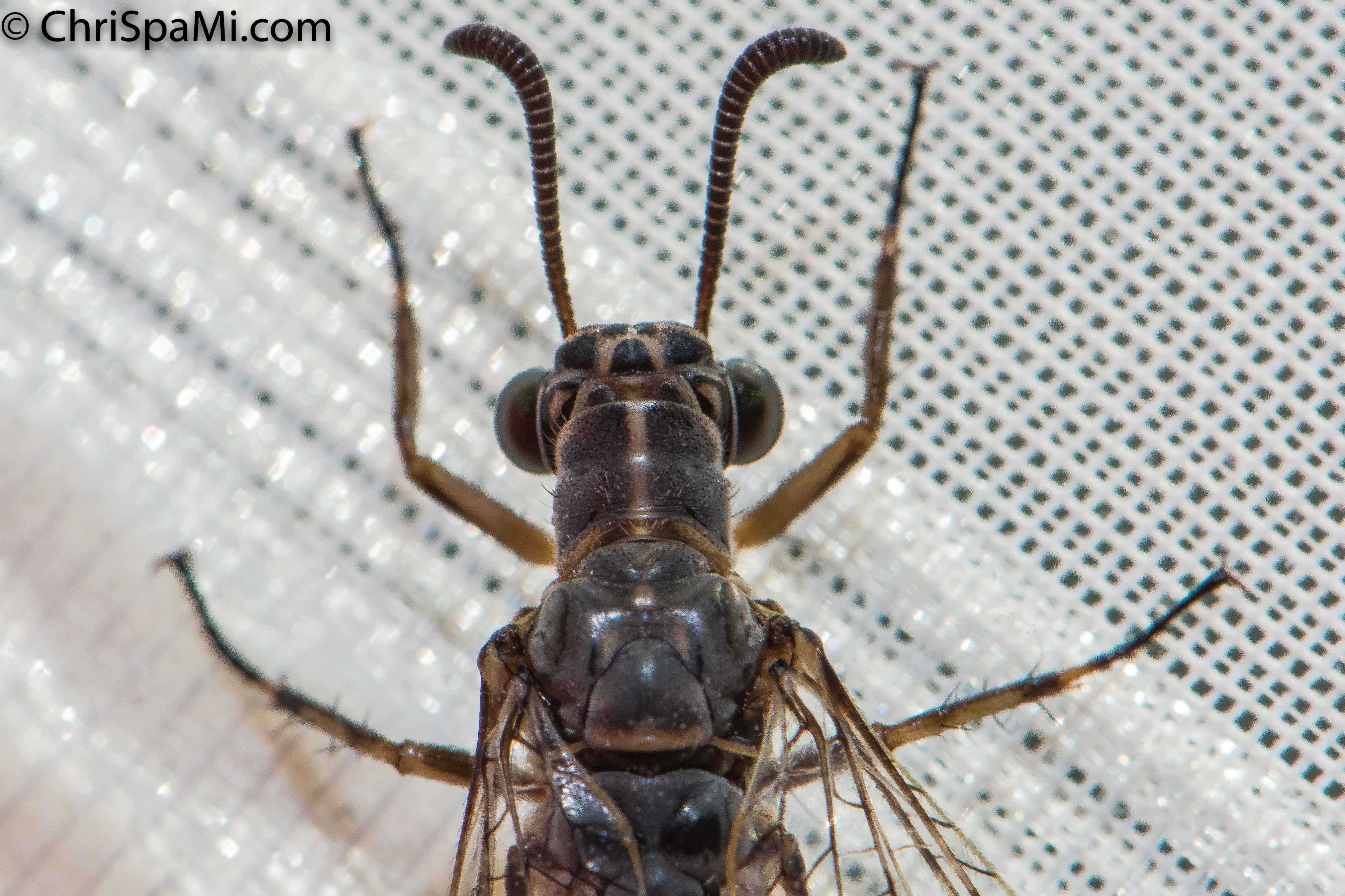 Alien – Insect ? – ChriSpaMi`s blog